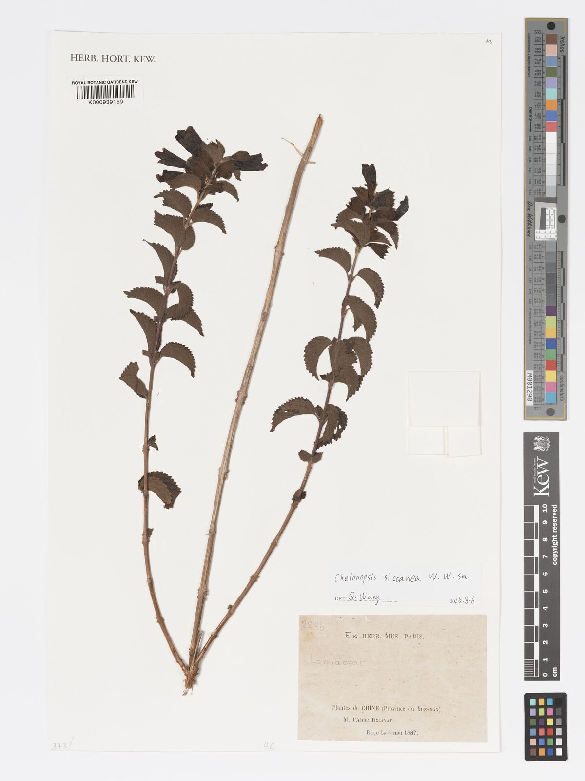Chelonopsis siccanea W.W.Sm. | Plants of the World Online | Kew Science