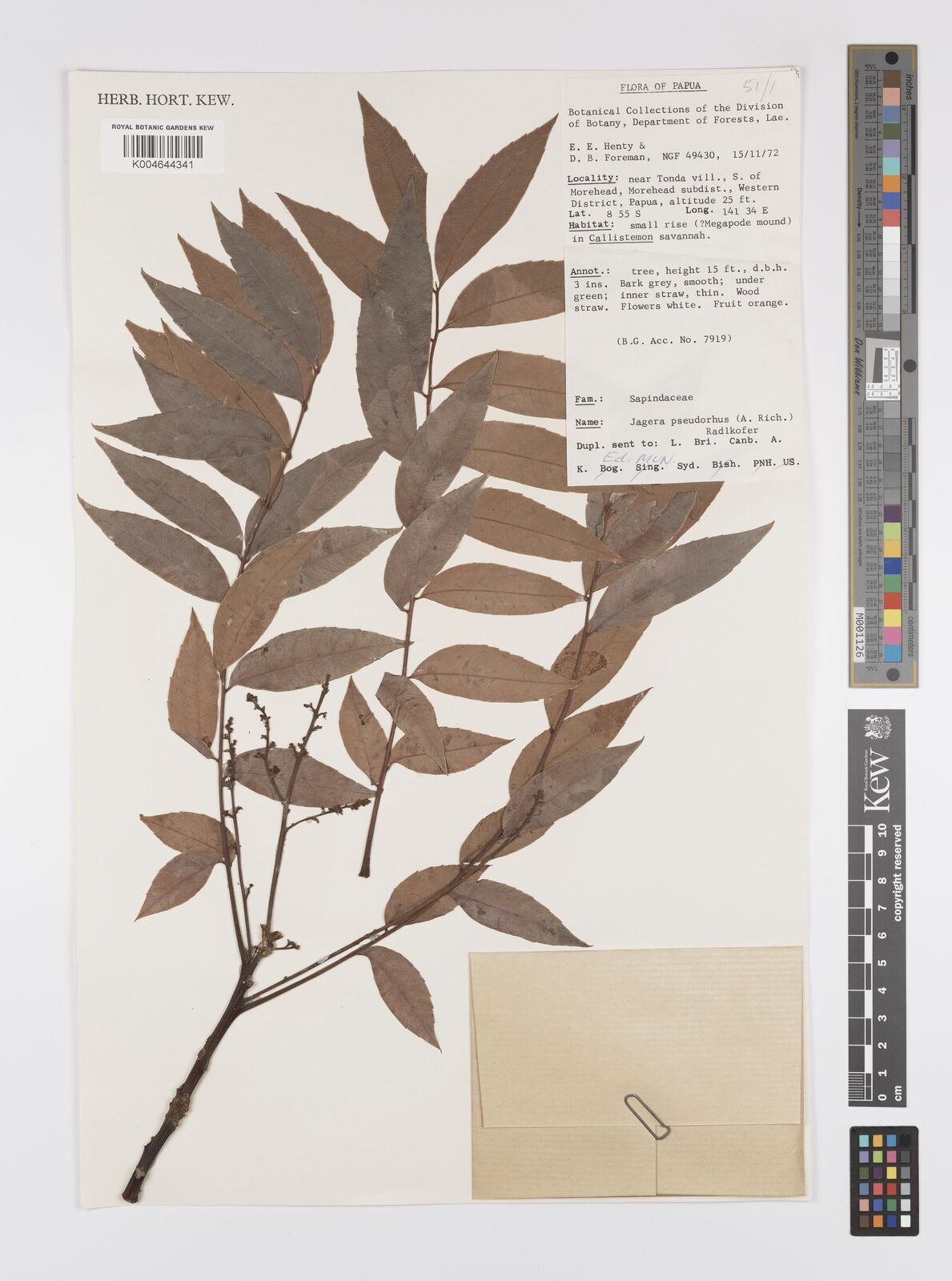 Jagera pseudorhus (A.Rich.) Radlk. | Plants of the World Online | Kew ...