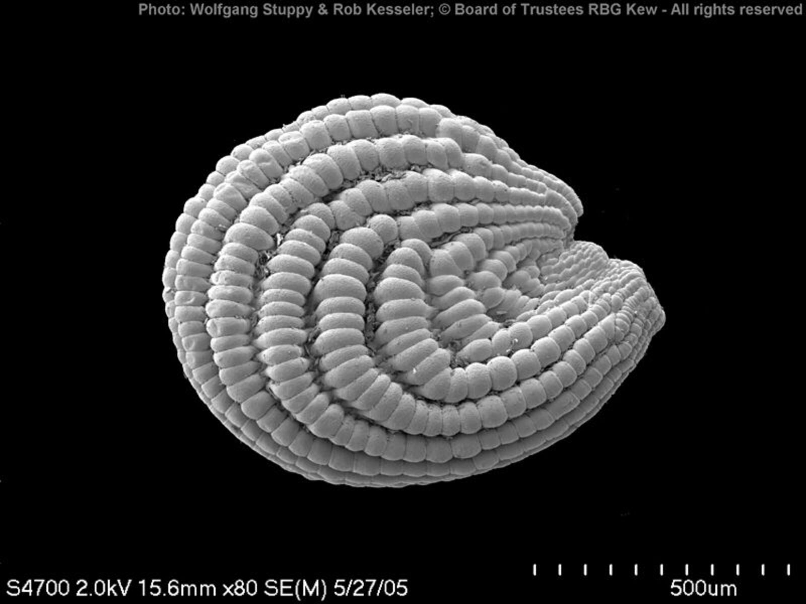 Tecticornia pergranulata (J.M.Black) K.A.Sheph. & Paul G.Wilson ...