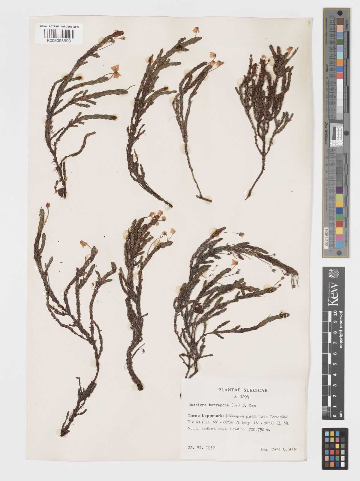 Cassiope tetragona (L.) D.Don | Plants of the World Online | Kew Science