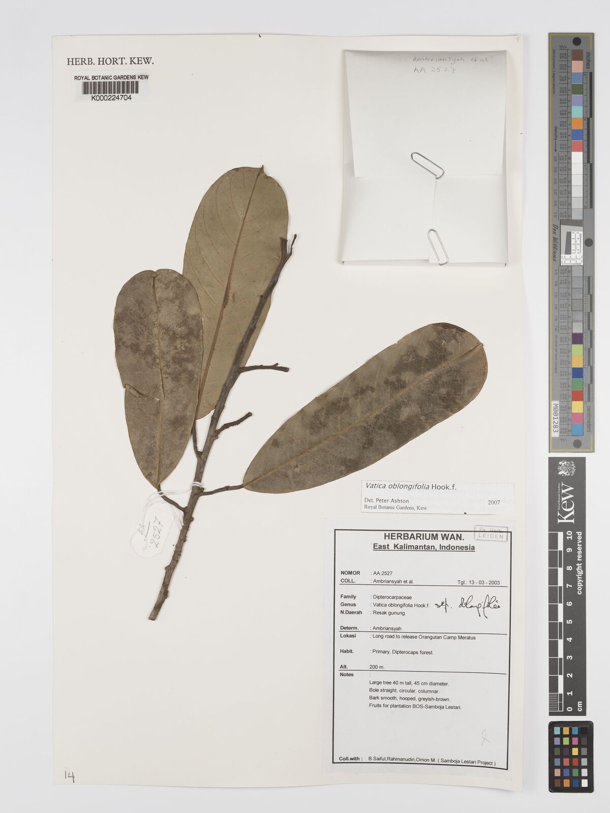 Vatica oblongifolia Hook.f. | Plants of the World Online | Kew Science
