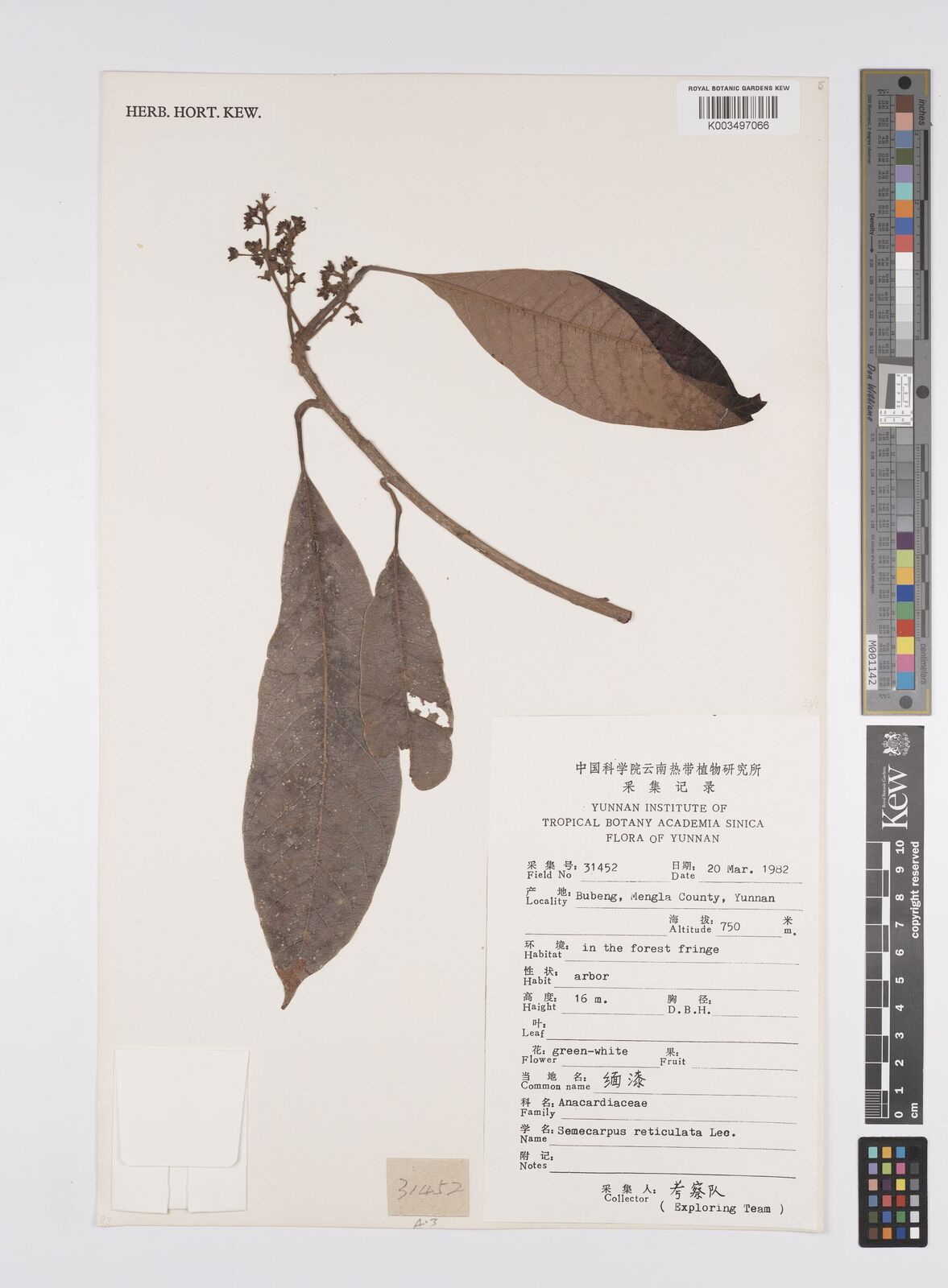 Semecarpus reticulatus Lecomte | Plants of the World Online | Kew Science