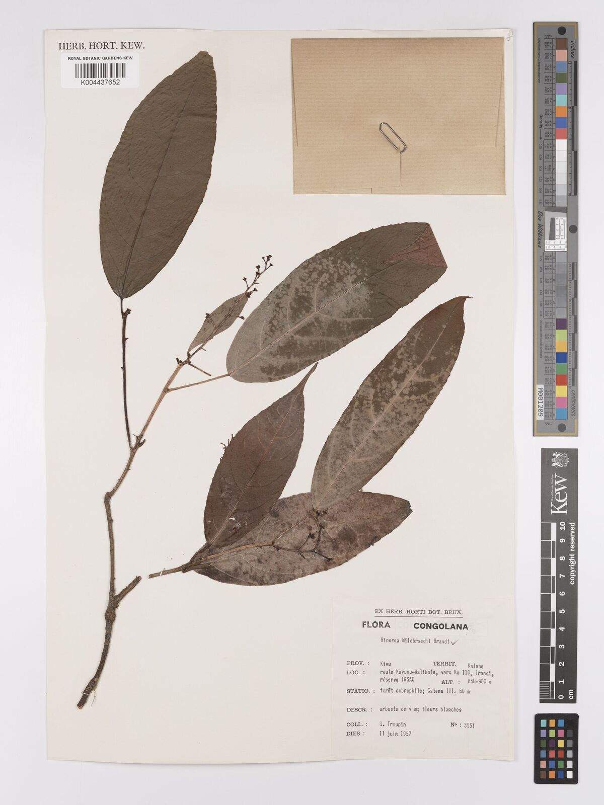 Rinorea mildbraedii M.Brandt | Plants of the World Online | Kew Science
