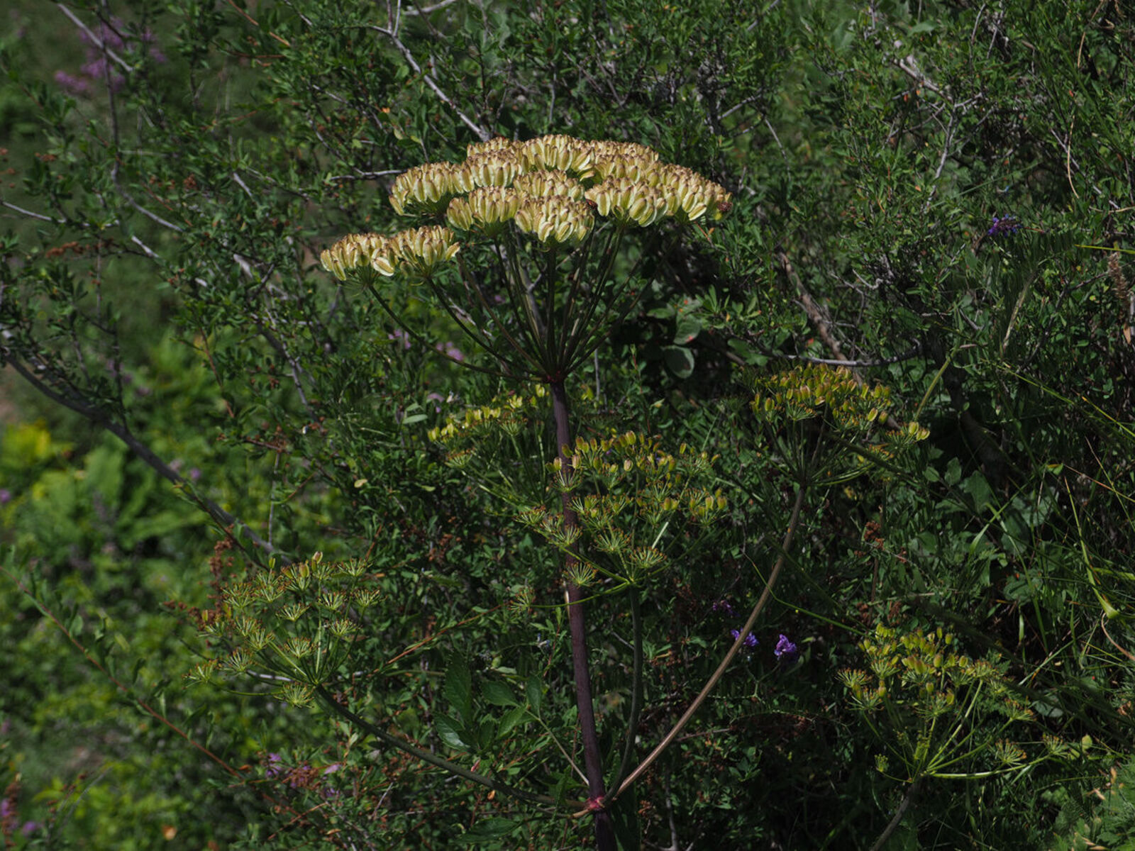 Angelica multicaulis Pimenov | Plants of the World Online | Kew Science