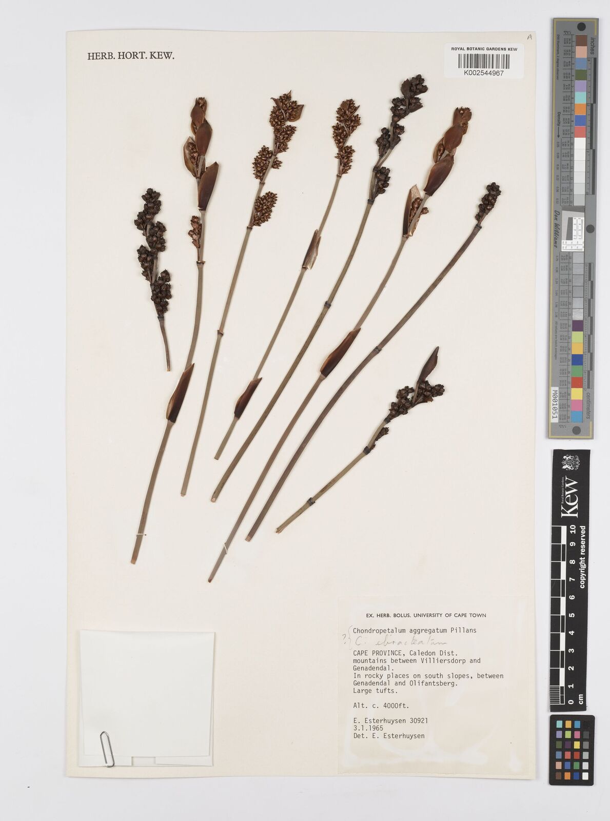 Elegia aggregata (Mast.) Moline & H.P.Linder | Plants of the World ...