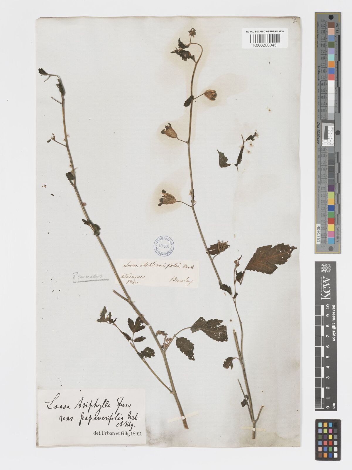 Nasa triphylla subsp. papaverifolia (Kunth) Weigend | Plants of the ...