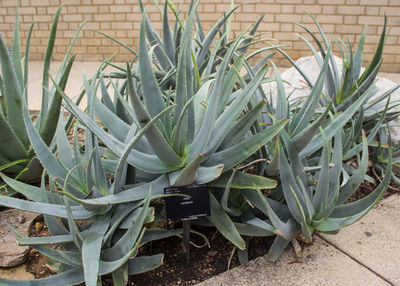 Aloe vacillans Forssk. | Plants of the World Online | Kew Science