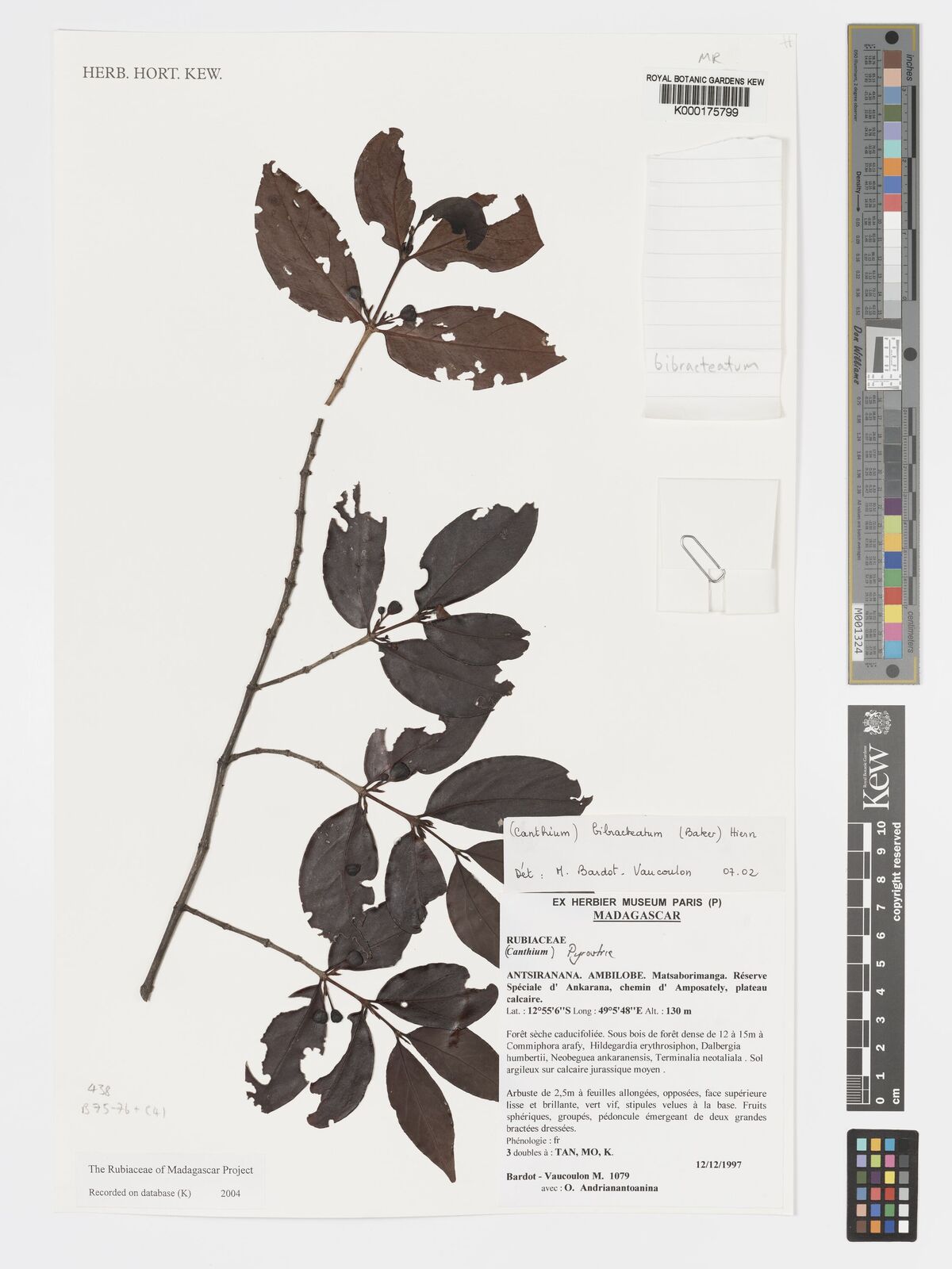 Pyrostria bibracteata (Baker) Cavaco | Plants of the World Online | Kew ...