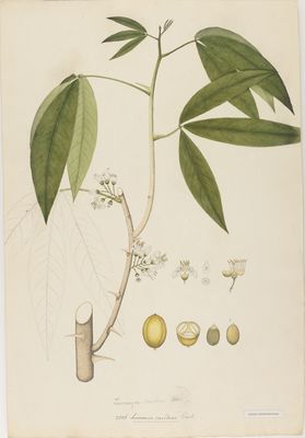 Luvunga scandens (Roxb.) Buch.-Ham. ex Wight | Plants of the World ...