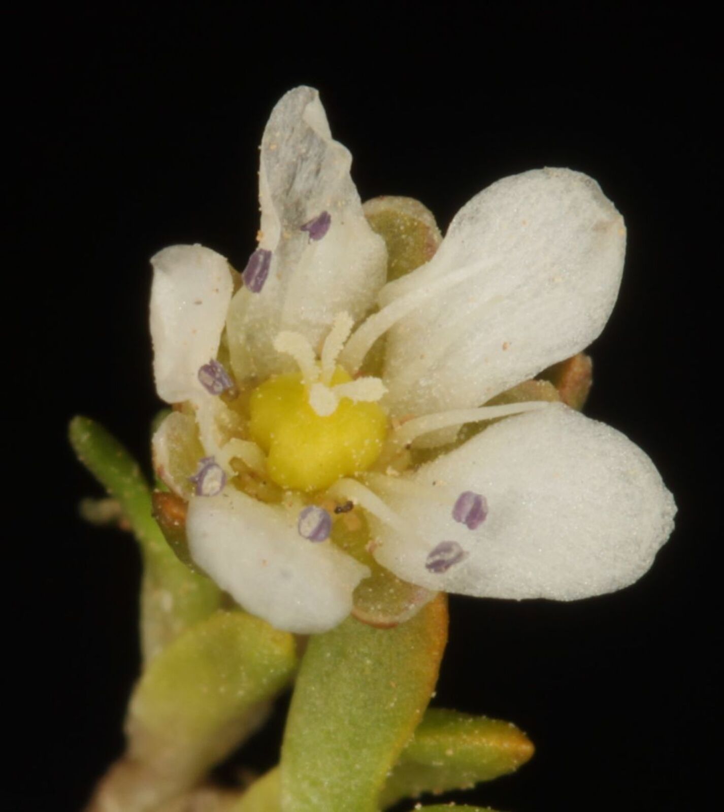 Arenaria rivularis Phil. | Plants of the World Online | Kew Science