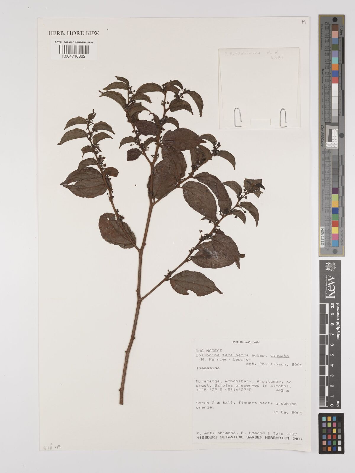 Colubrina faraloatra var. sinuata (H.Perrier) M.C.Johnst. | Plants of ...