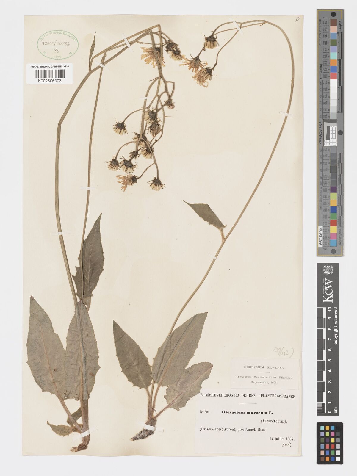 Hieracium murorum subsp. exotericum (Boreau) Sudre | Plants of the ...