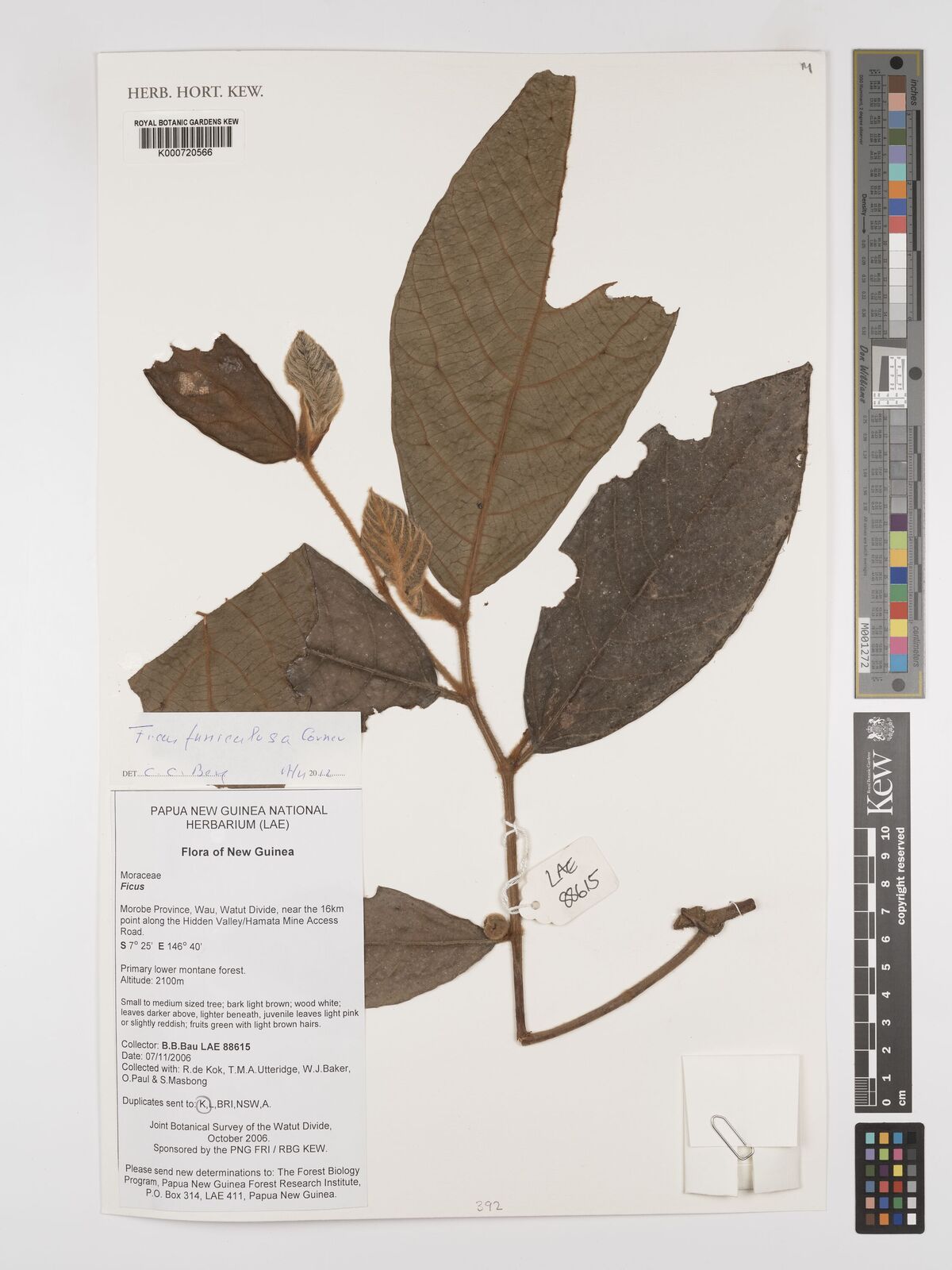 Ficus funiculosa Corner | Plants of the World Online | Kew Science