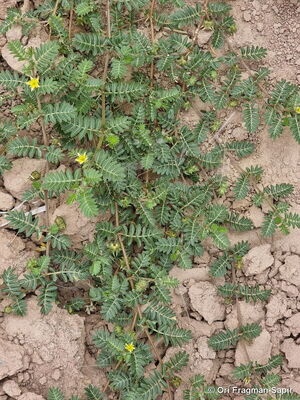 Tribulus terrestris L. | Plants of the World Online | Kew Science