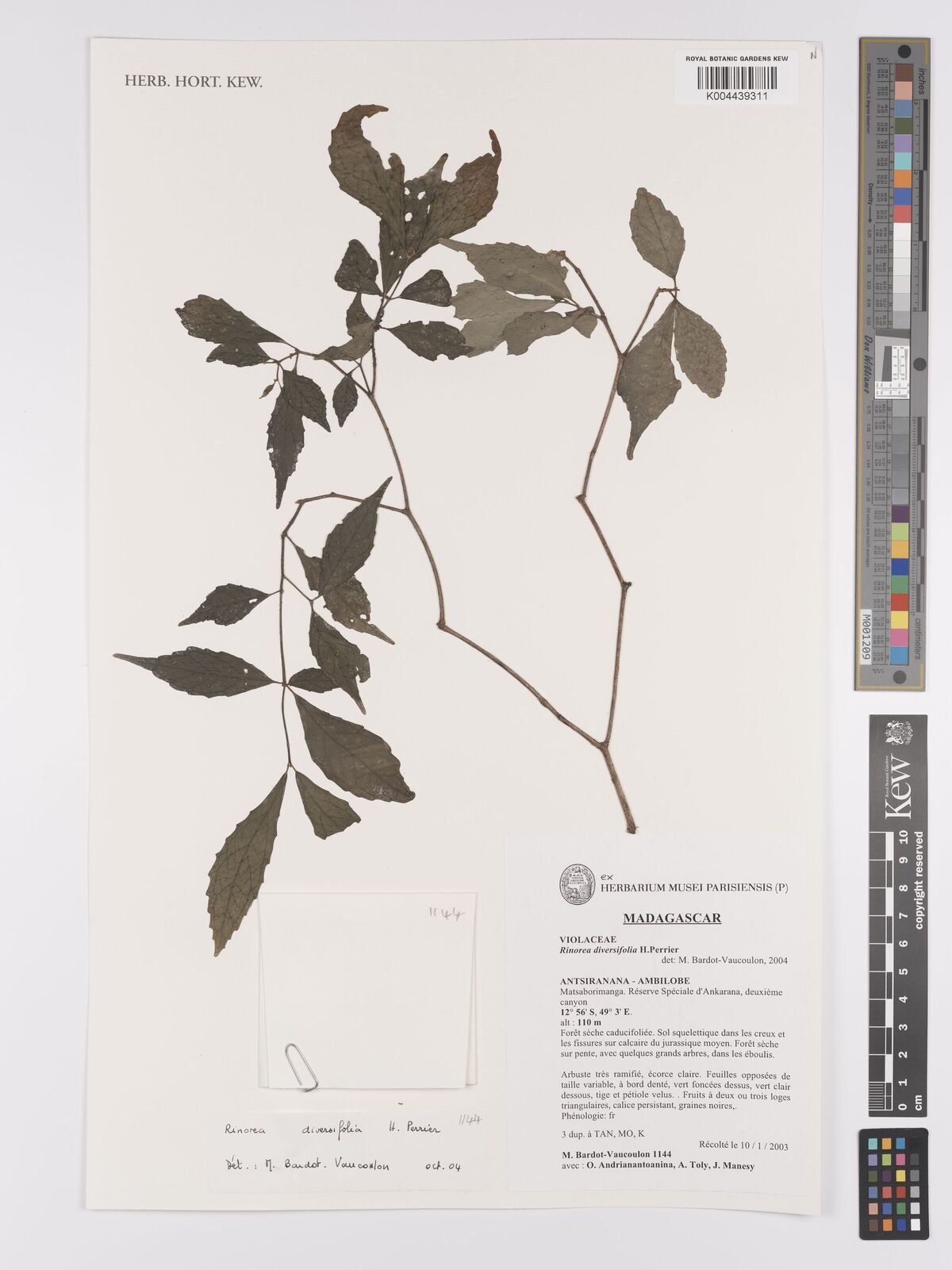 Rinorea diversifolia H.Perrier | Plants of the World Online | Kew Science