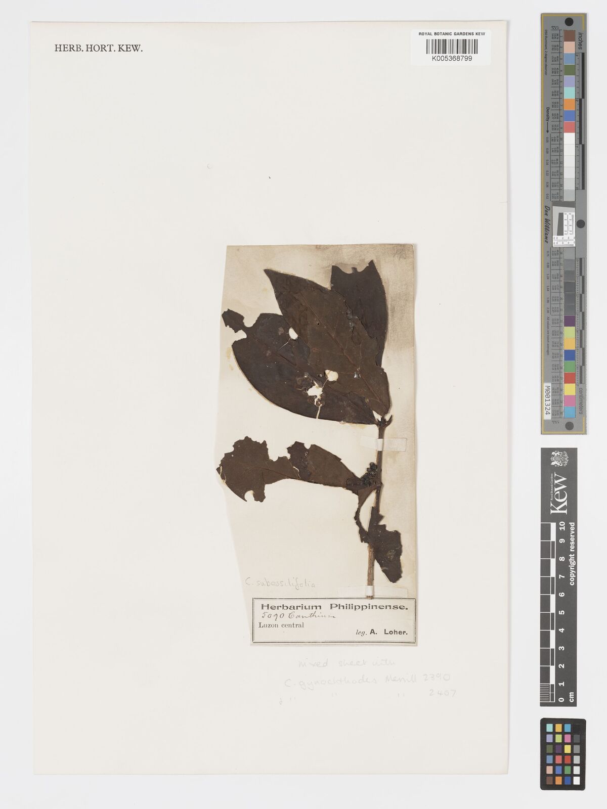 Pyrostria subsessilifolia (Merr.) Arriola & Alejandro | Plants of the ...