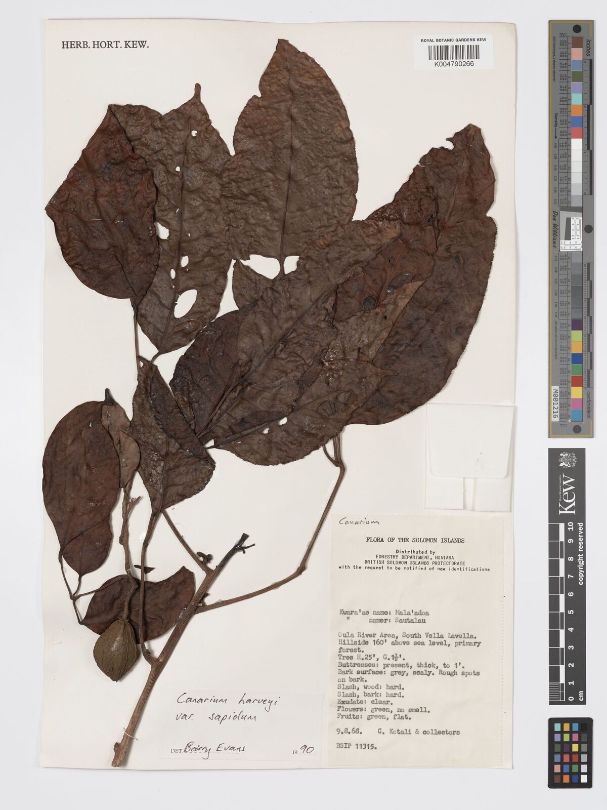 Canarium harveyi var. sapidum (Hemsl.) Leenh. | Plants of the World ...