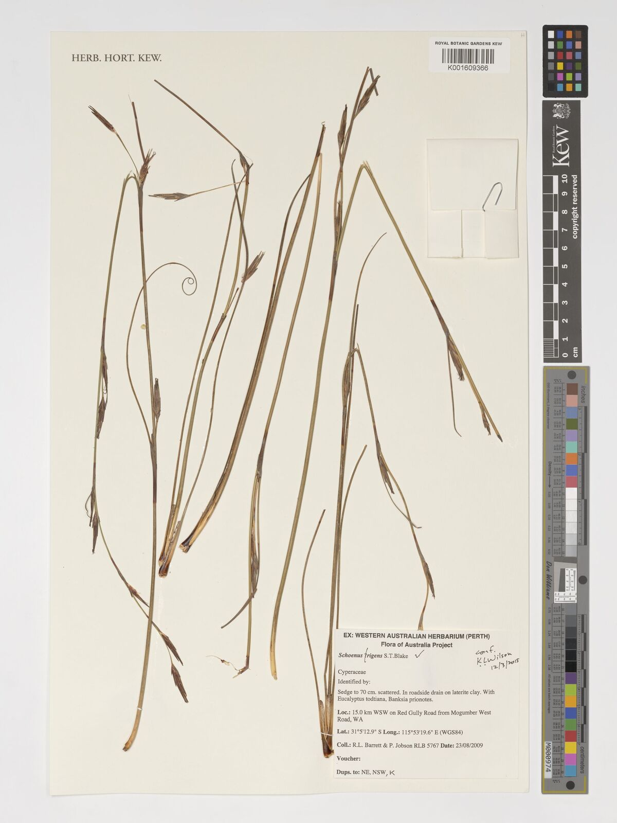 Schoenus rigens S.T.Blake | Plants of the World Online | Kew Science