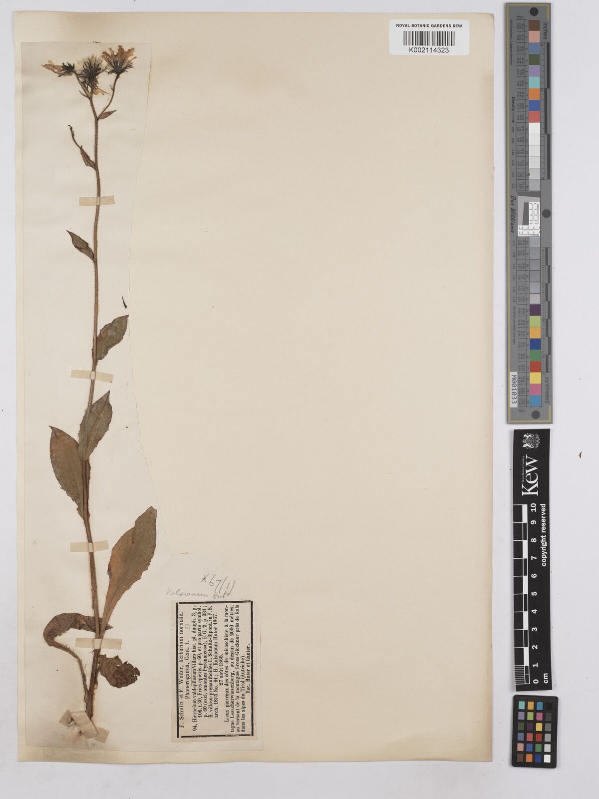 Hieracium kalsianum Huter ex Nageli & Peter | Plants of the World ...