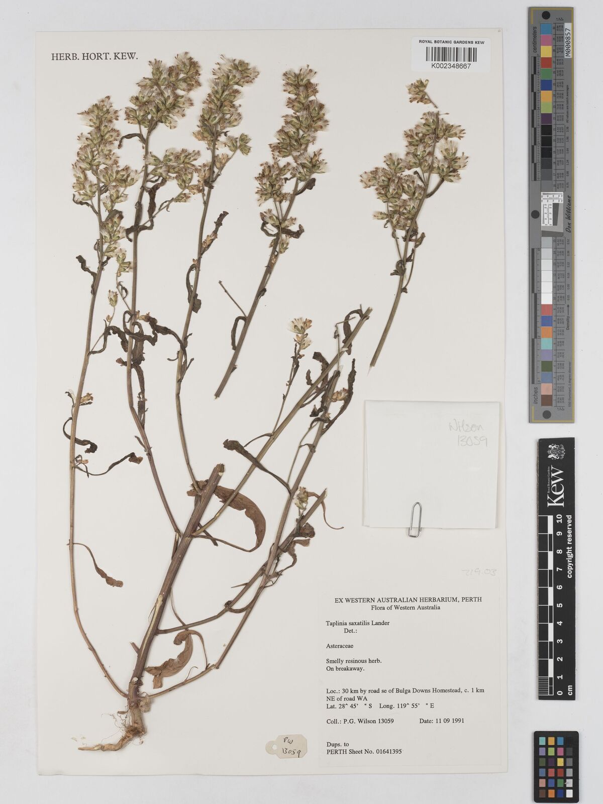 Taplinia saxatilis Lander | Plants of the World Online | Kew Science