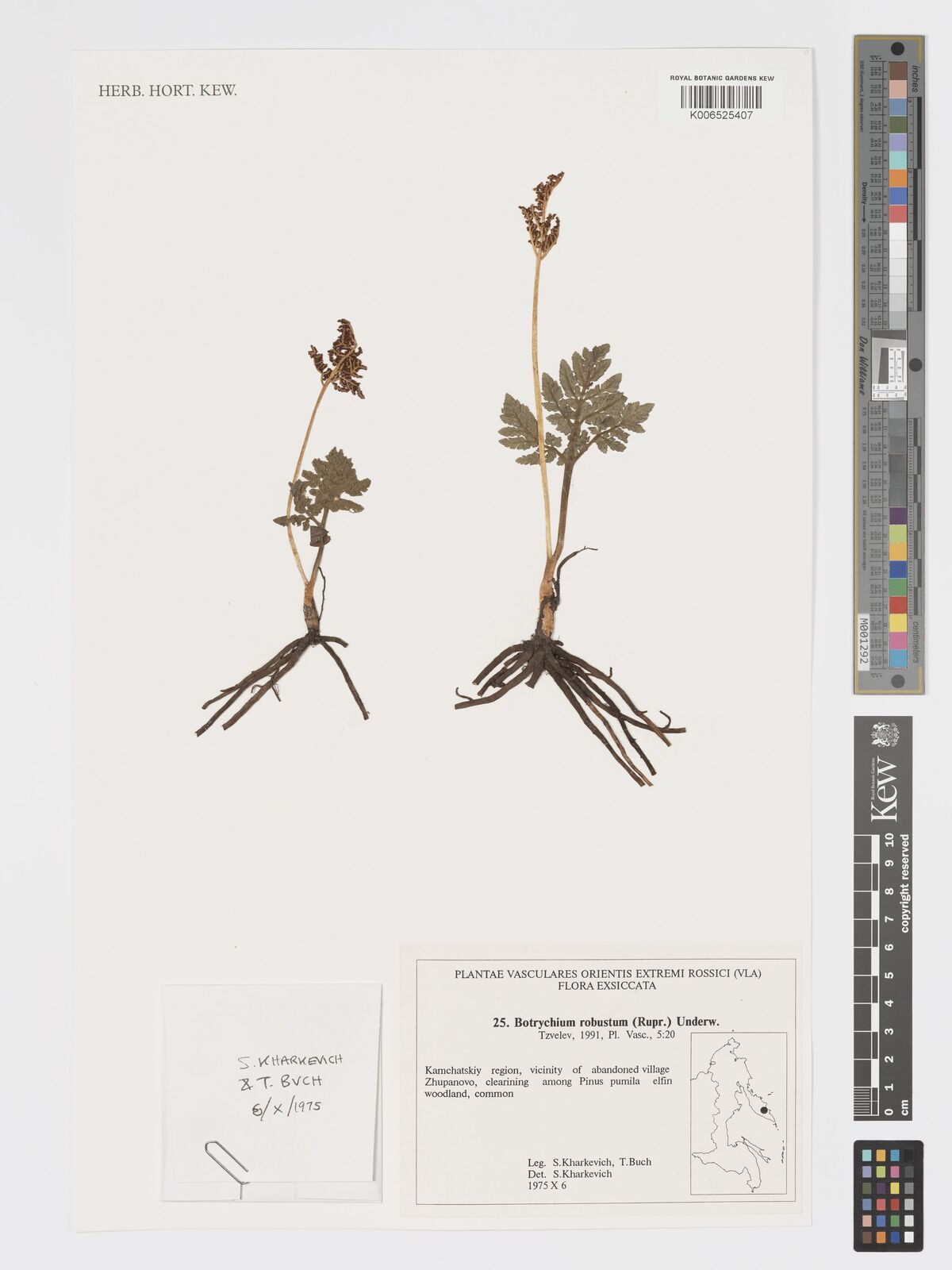 Botrychium robustum (Rupr. ex Milde) Underw. | Plants of the World ...