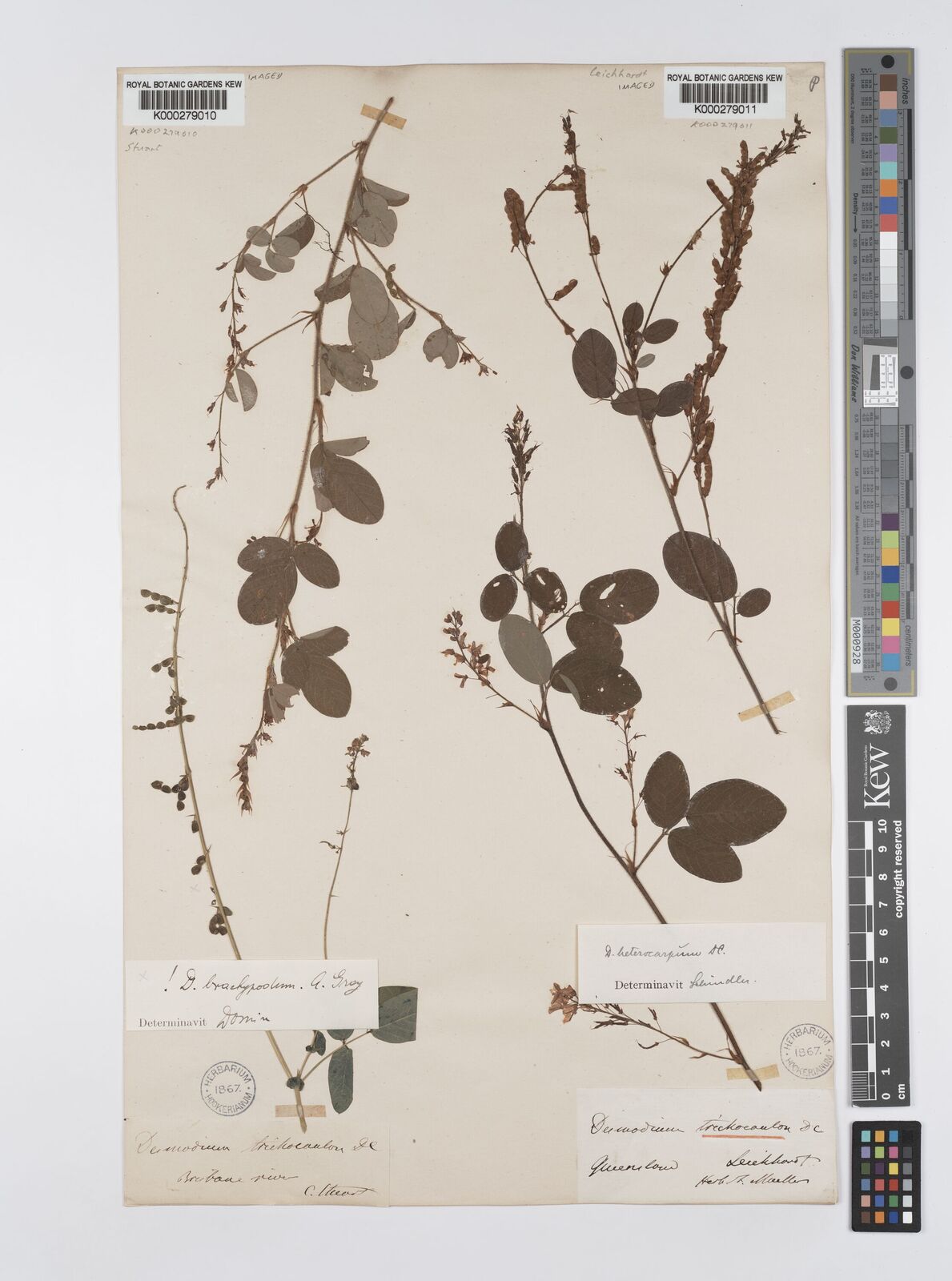 Grona heterocarpos (L.) H.Ohashi & K.Ohashi | Plants of the World ...