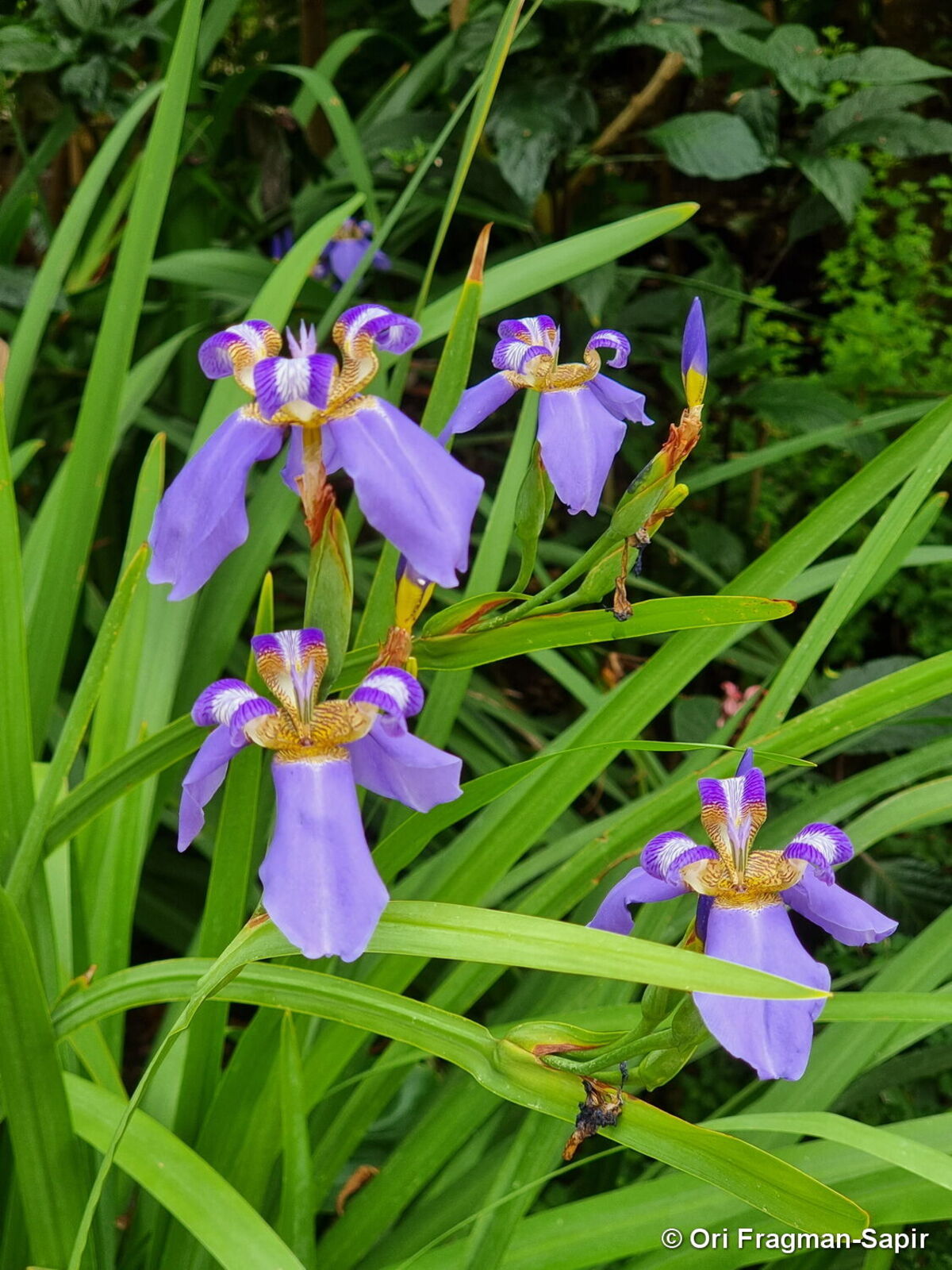 Trimezia coerulea (G.Lodd.) Ravenna | Plants of the World Online | Kew ...