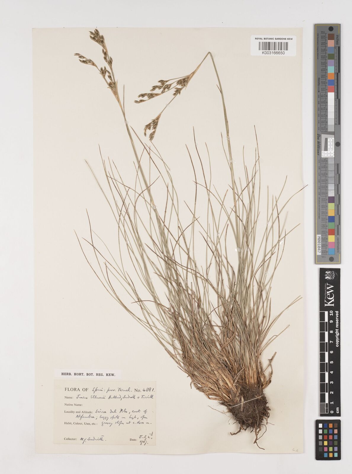 Juncus squarrosus L. | Plants of the World Online | Kew Science