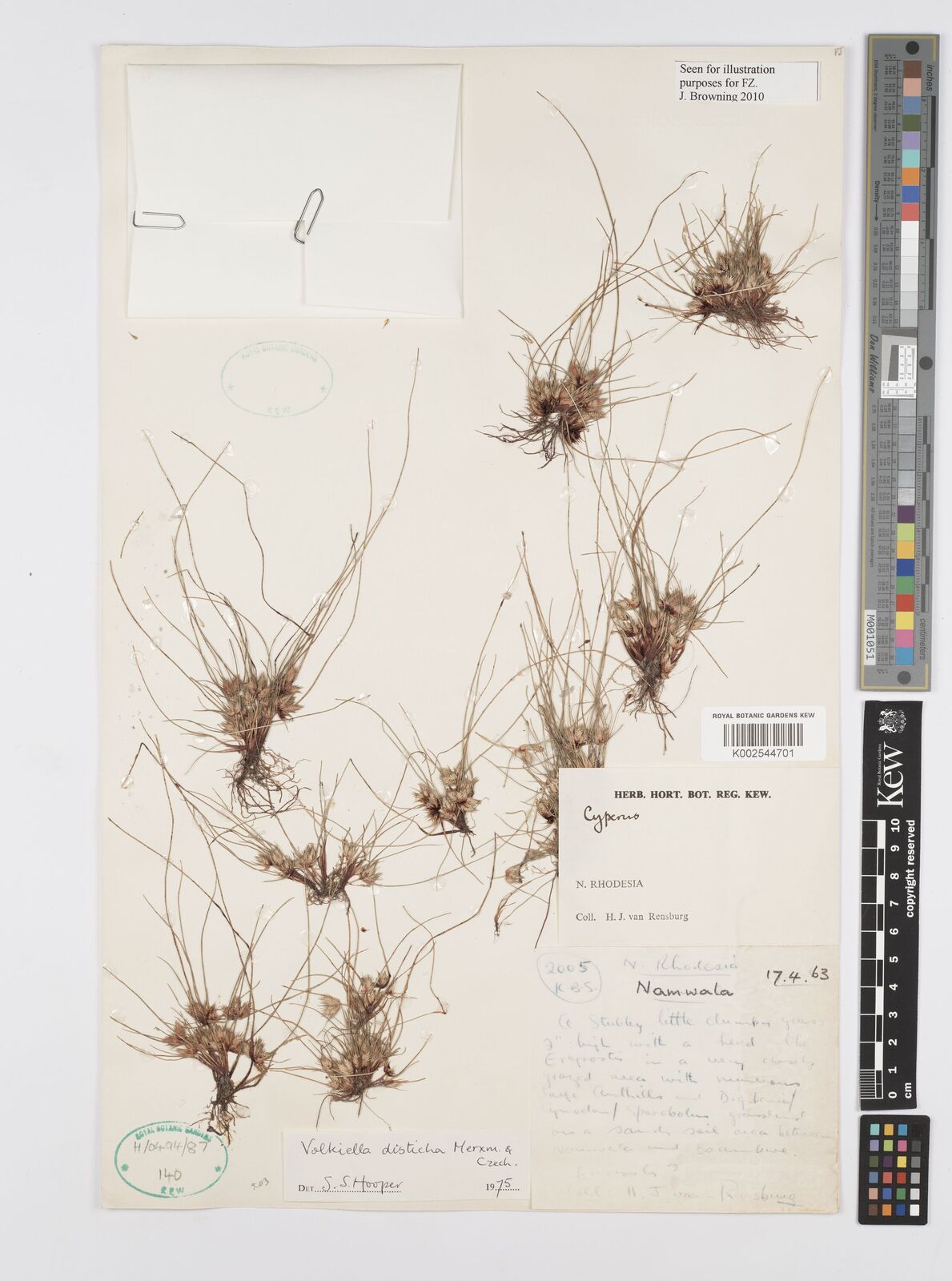 Cyperus distichus (Merxm. & Czech) Bauters | Plants of the World Online ...