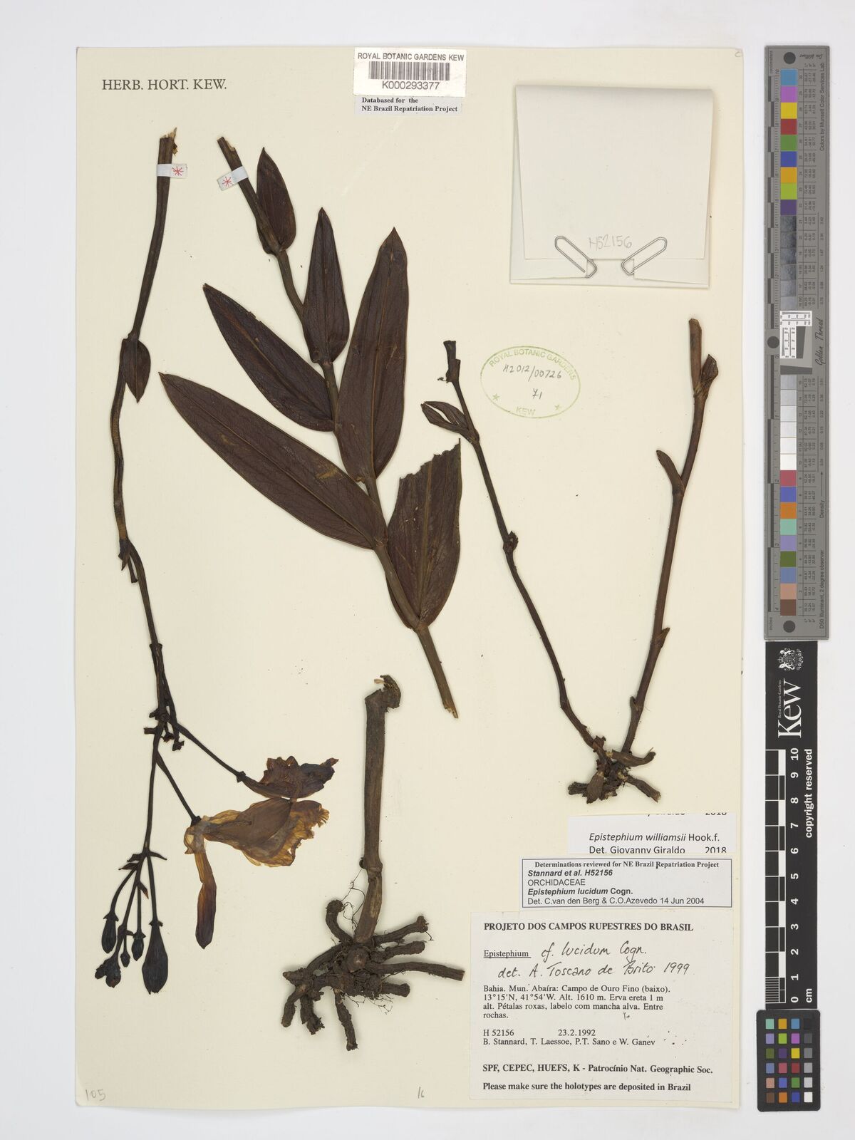 Epistephium williamsii Hook.f. | Plants of the World Online | Kew Science