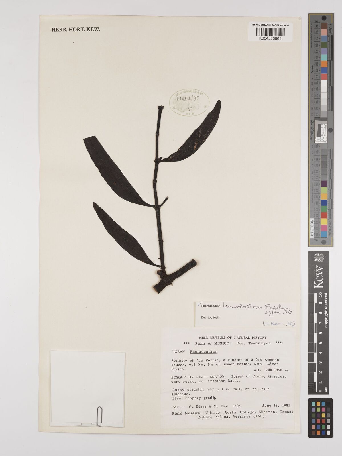 Phoradendron lanceolatum Engelm. ex A.Gray | Plants of the World Online ...