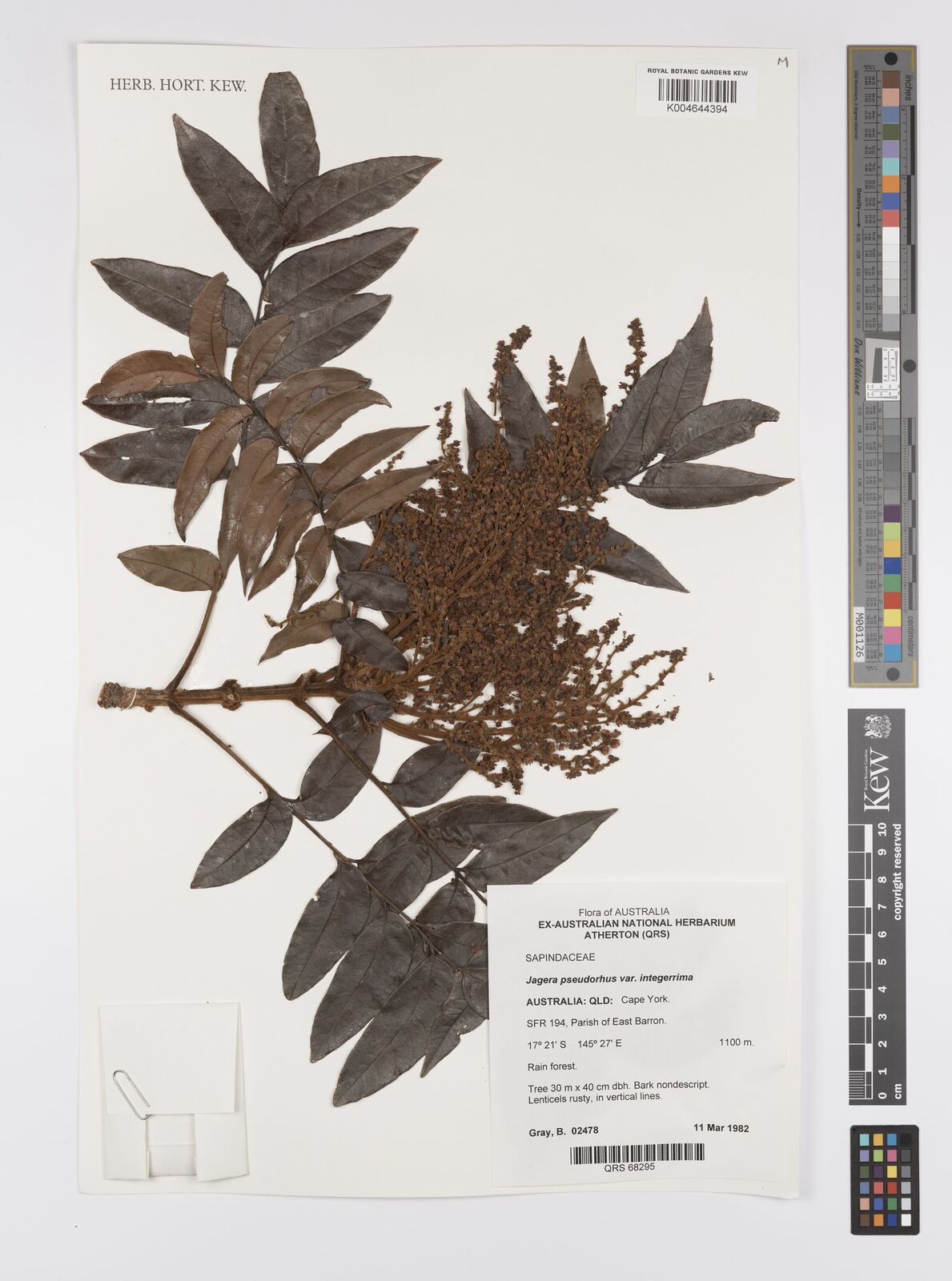 Jagera Blume | Plants of the World Online | Kew Science