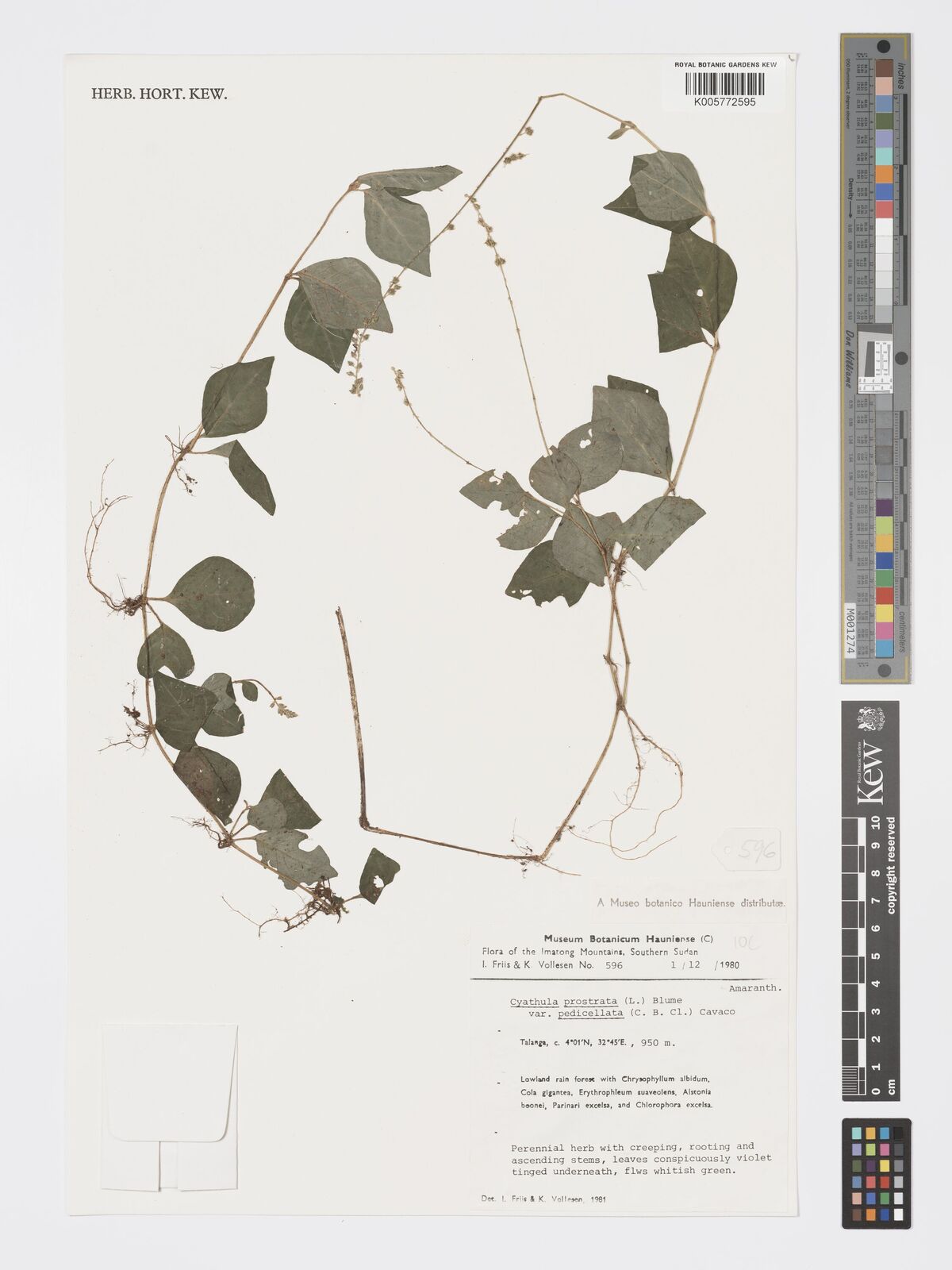 Cyathula prostrata var. pedicellata (C.B.Clarke) Cavaco | Plants of the ...