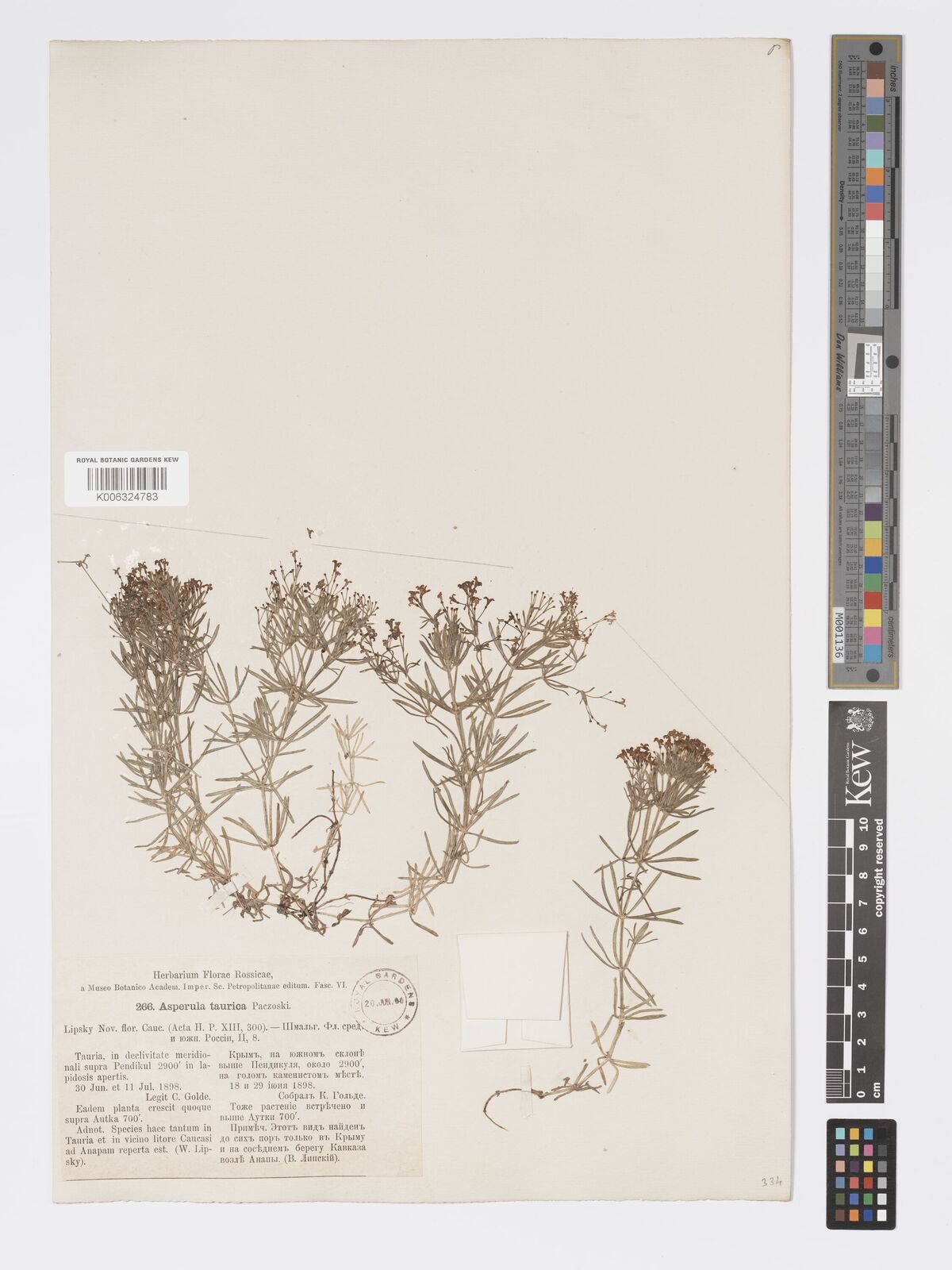 Hexaphylla cretacea (Willd.) P.Caputo & Del Guacchio | Plants of the ...