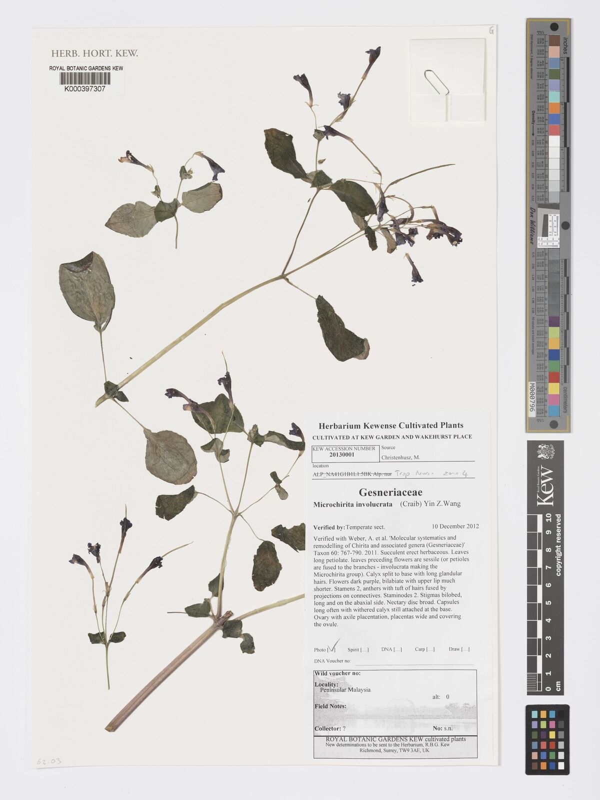 Microchirita involucrata (Craib) Yin Z.Wang | Plants of the World ...