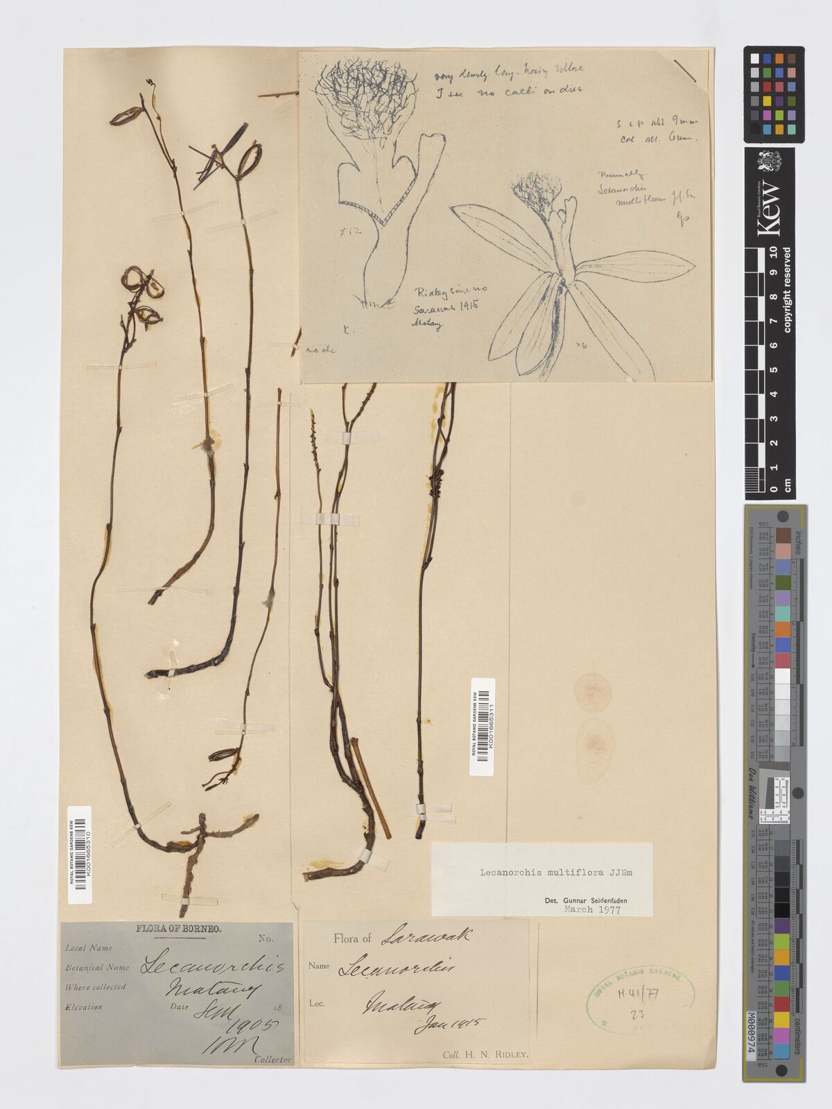 Lecanorchis Blume | Plants of the World Online | Kew Science