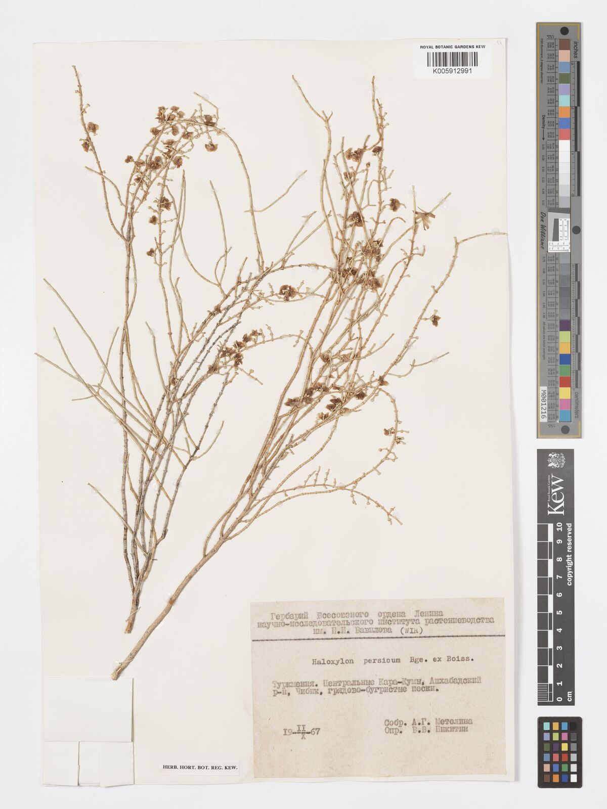 Haloxylon persicum Bunge | Plants of the World Online | Kew Science