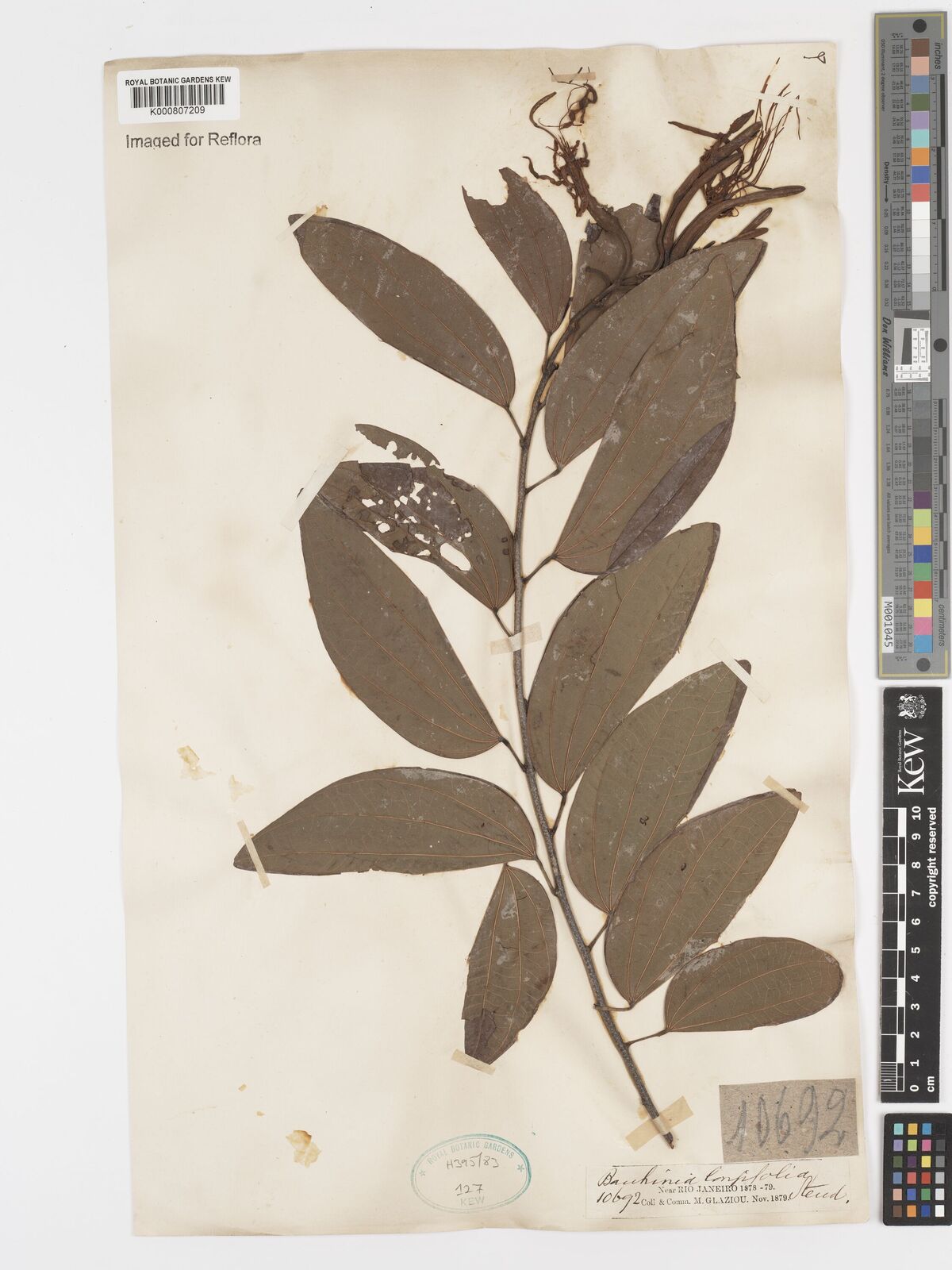 Bauhinia longifolia (Bong.) Steud. | Plants of the World Online | Kew ...