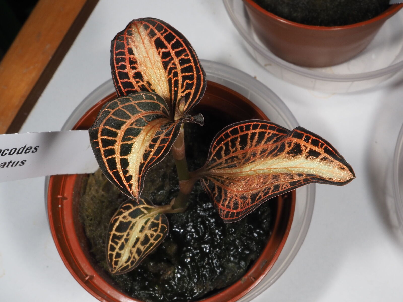 Anoectochilus albolineatus C.S.P.Parish & Rchb.f. | Plants of the World ...