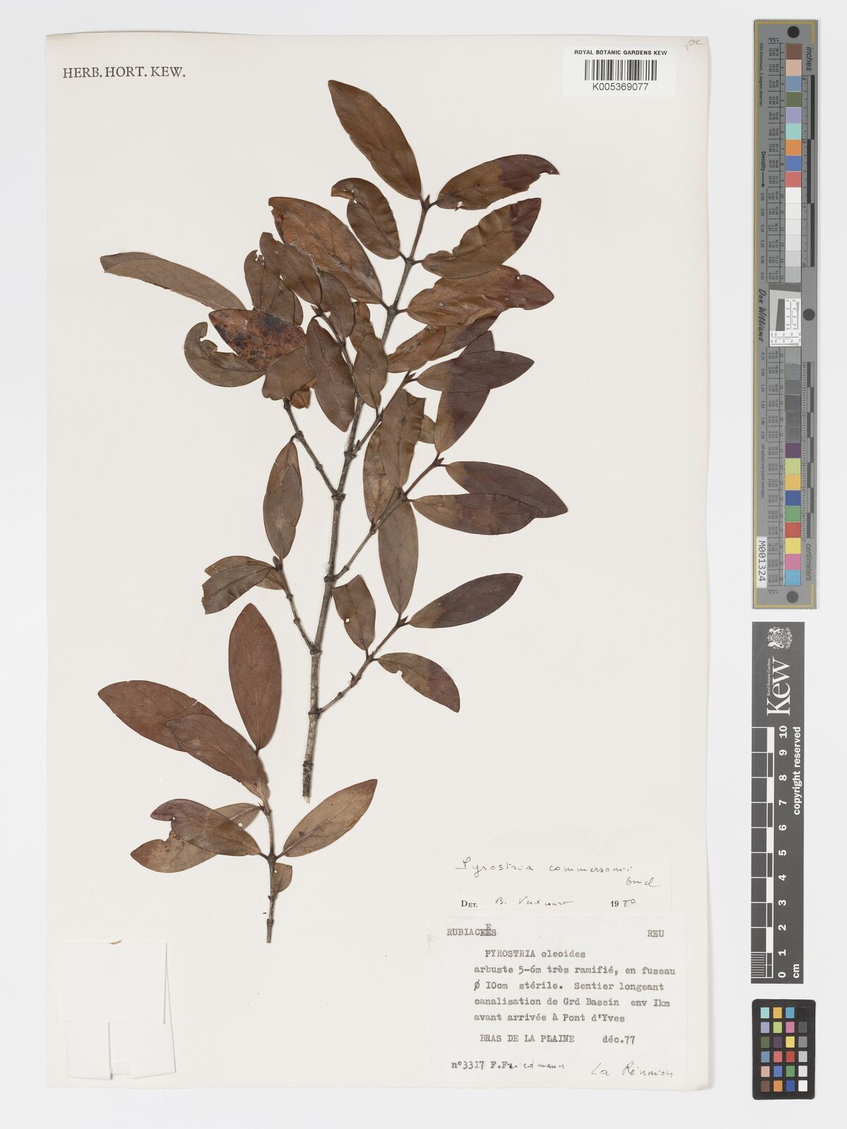 Pyrostria commersonii J.F.Gmel. | Plants of the World Online | Kew Science
