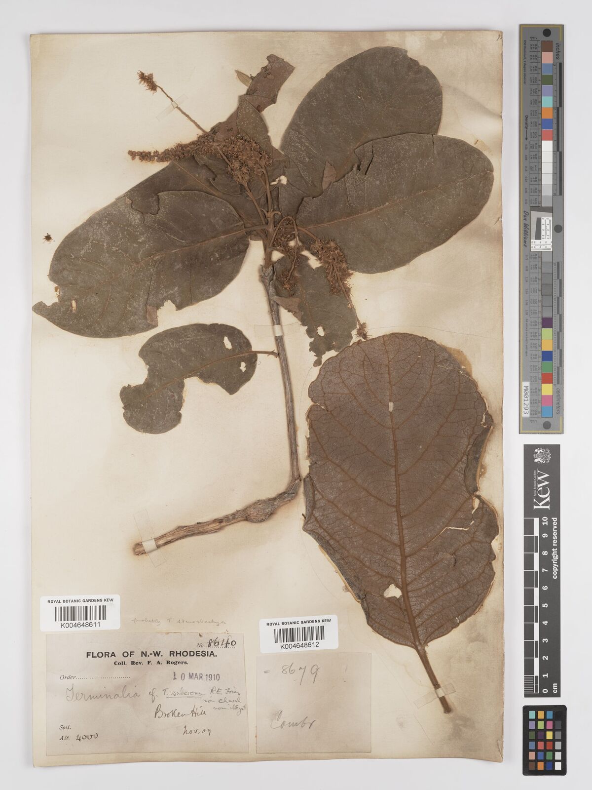 Terminalia mollis M.A.Lawson | Plants of the World Online | Kew Science