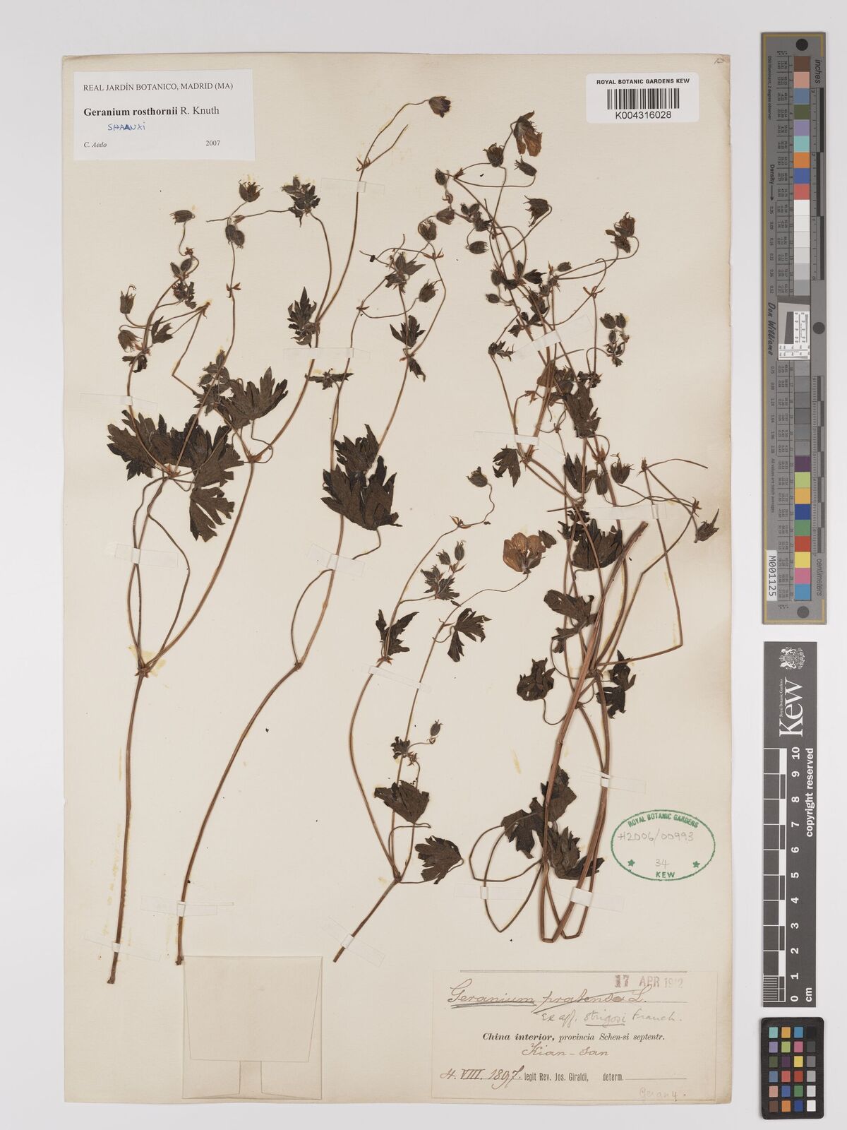 Geranium rosthornii R.Knuth | Plants of the World Online | Kew Science