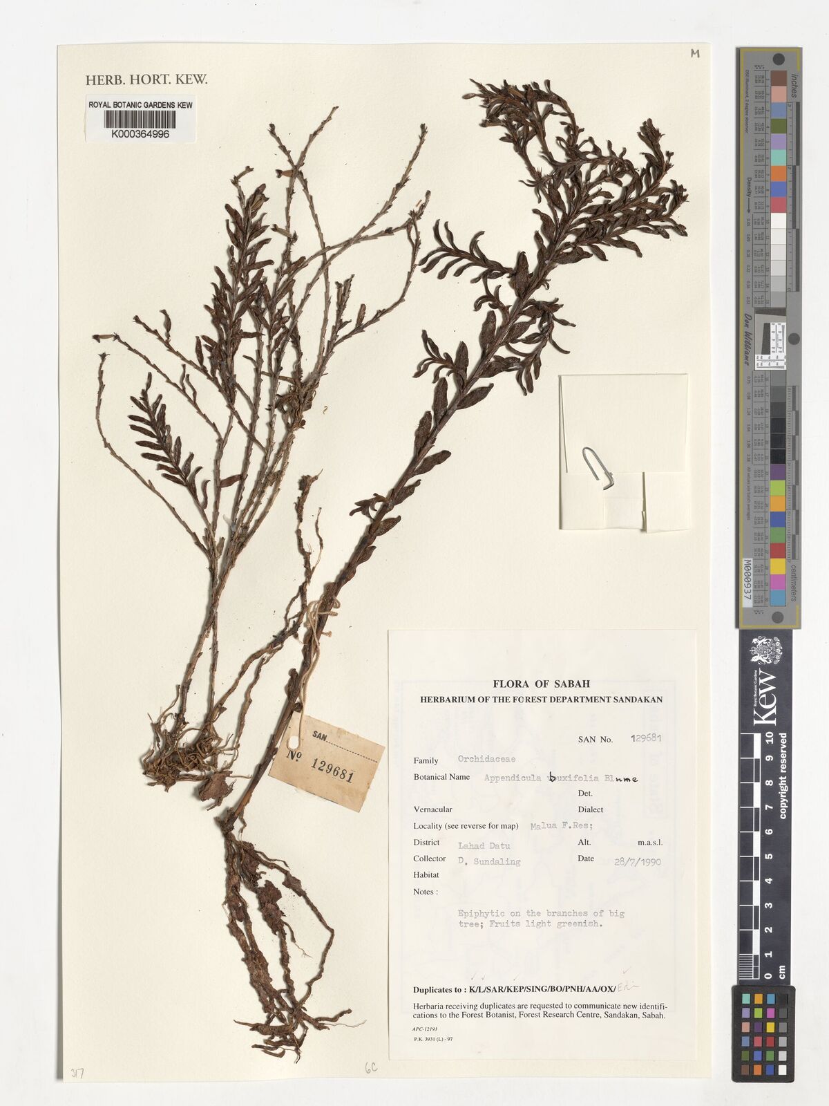 Appendicula buxifolia Blume | Plants of the World Online | Kew Science