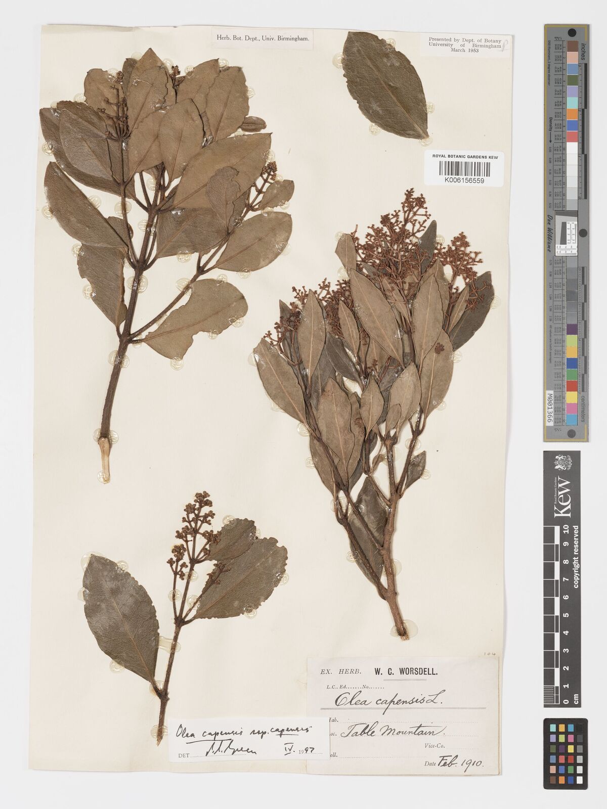 Olea capensis subsp. capensis | Plants of the World Online | Kew Science