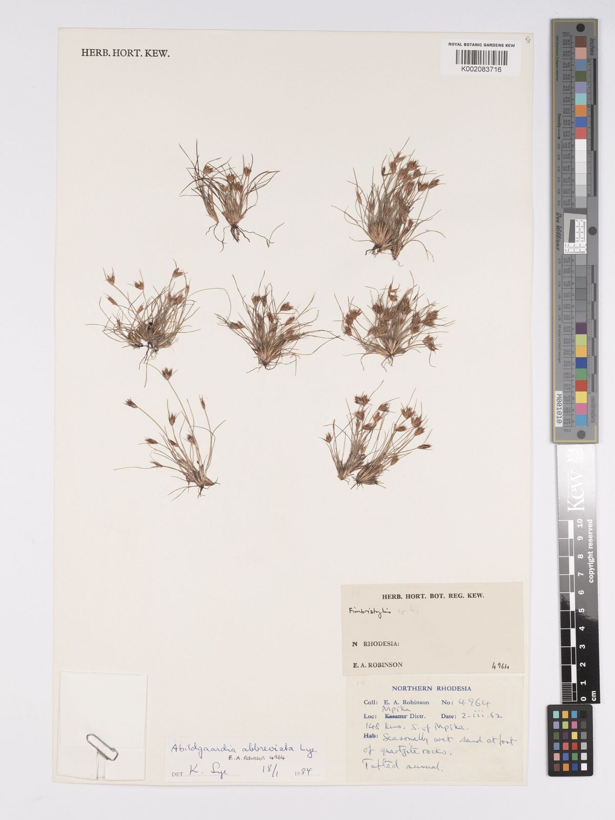 Bulbostylis abbreviata (Lye) Lye | Plants of the World Online | Kew Science