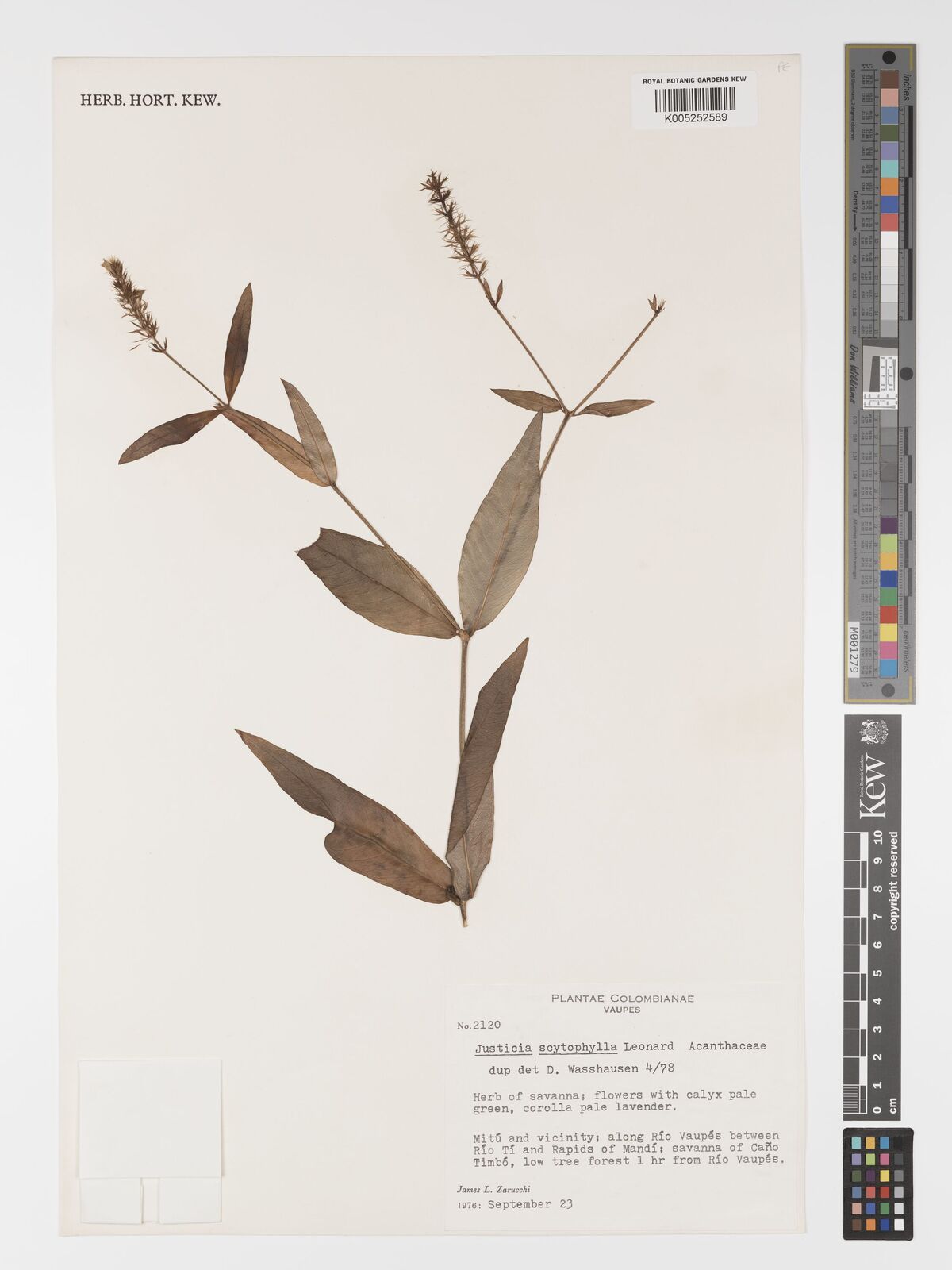 Justicia scytophylla Leonard | Plants of the World Online | Kew Science