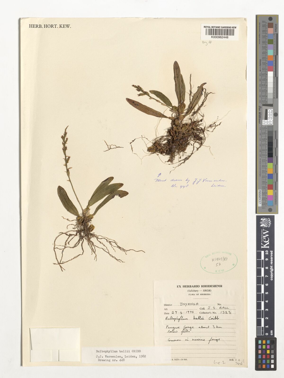 Bulbophyllum scaberulum var. scaberulum | Plants of the World Online ...