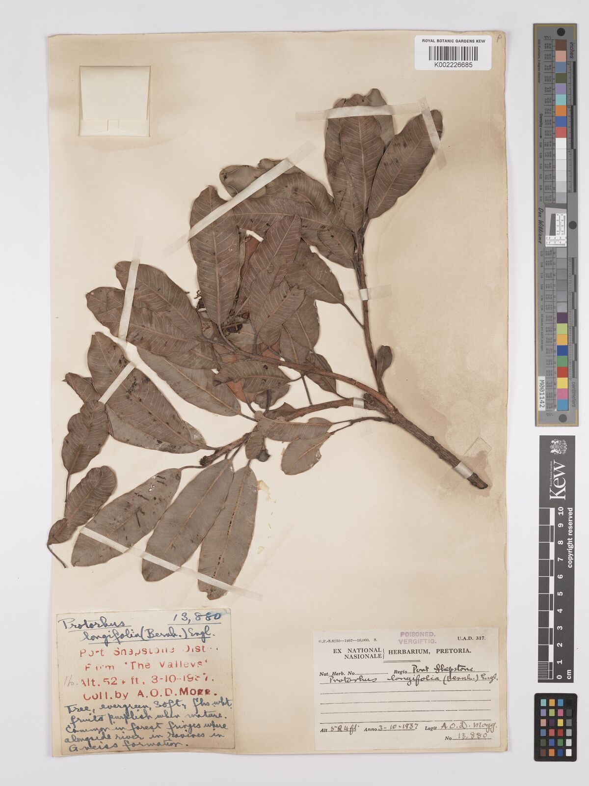 Protorhus longifolia (Bernh.) Engl. | Plants of the World Online | Kew ...