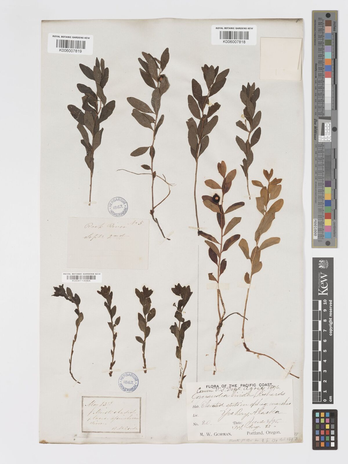 Geocaulon lividum (Richardson) Fernald | Plants of the World Online ...