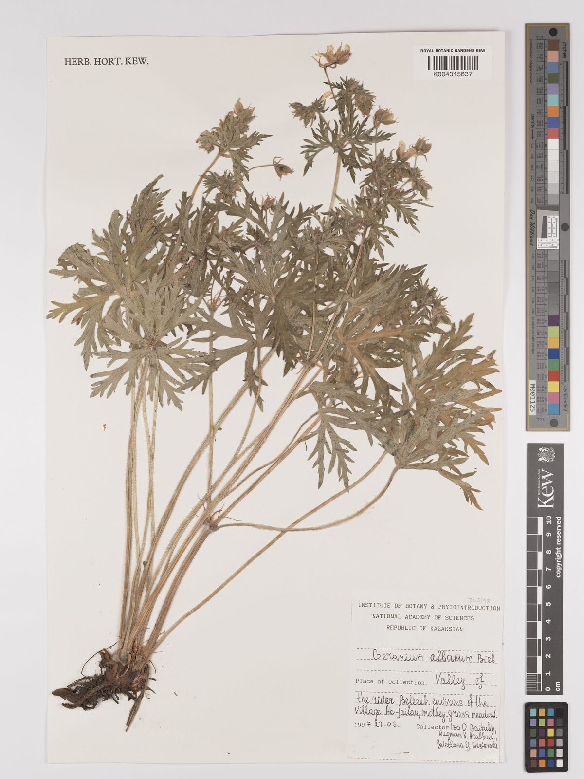Geranium albiflorum Ledeb. | Plants of the World Online | Kew Science